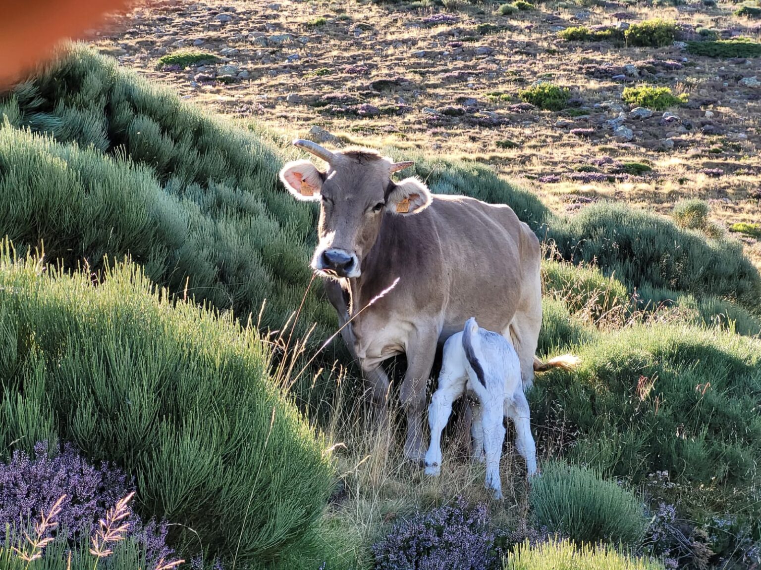 Mariano y Alejando San Abelardo (Ganadería San Abelardo) – Ganadería ...